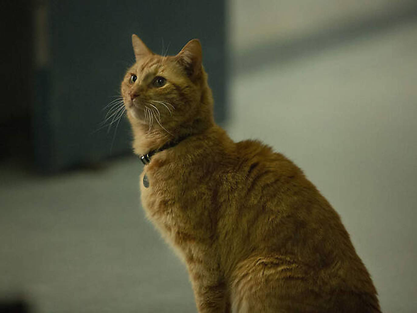 10 Gatos inolvidables del cine y la televisión