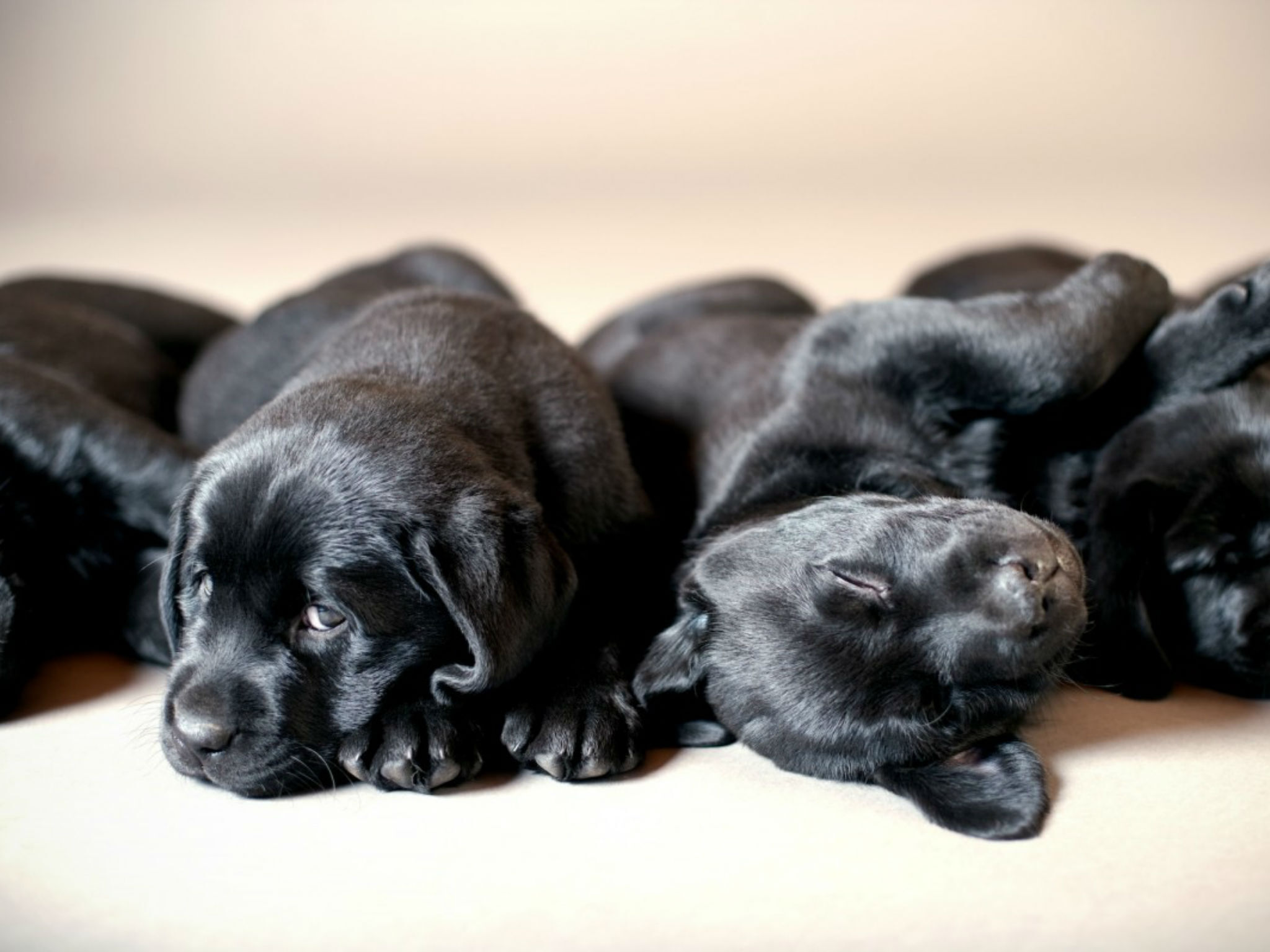 You Need To Go To Santa Fe's Playful Puppy Spa