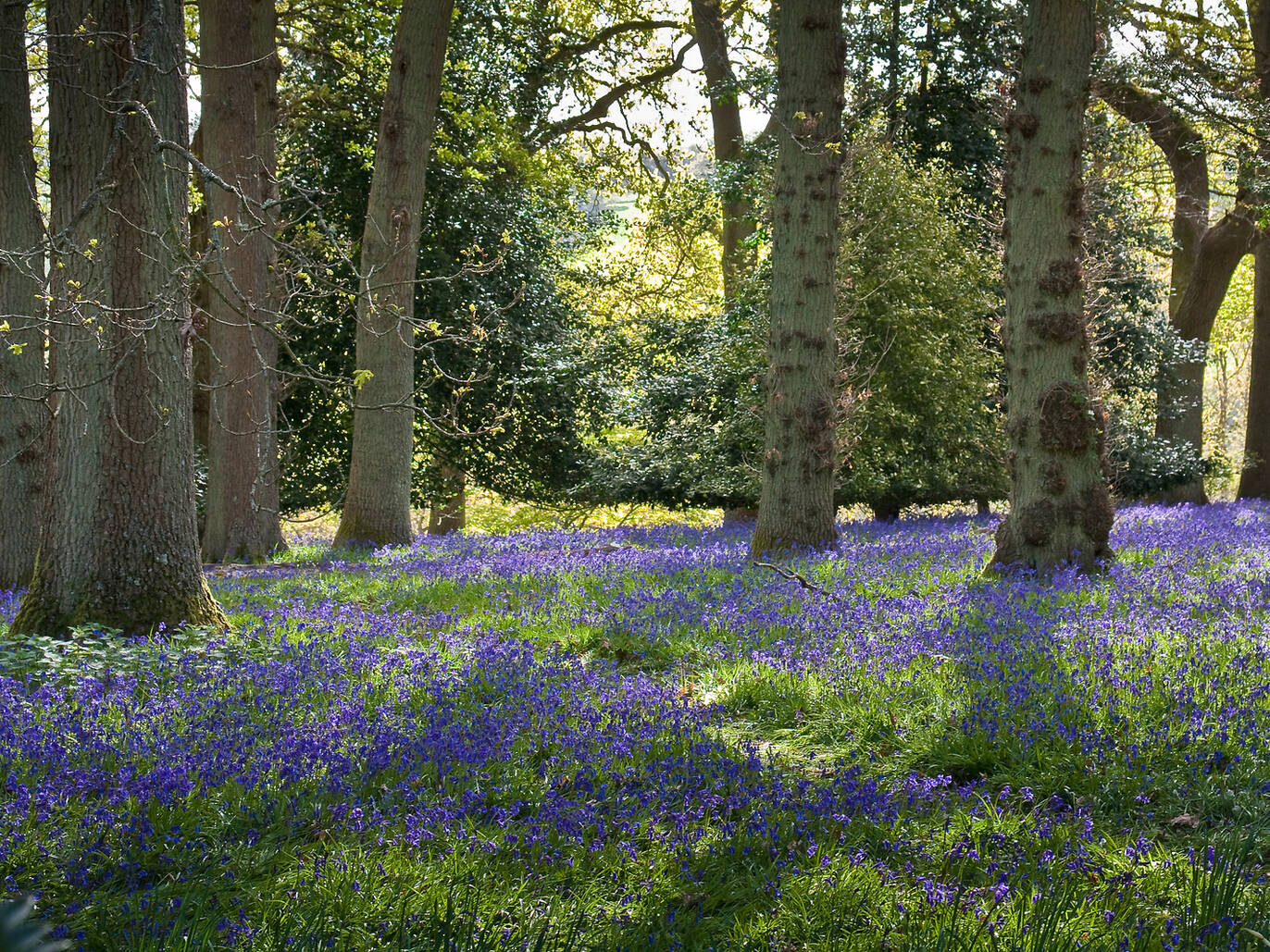 12 Day Trips From London For Flower Lovers: Flower Fields Near London