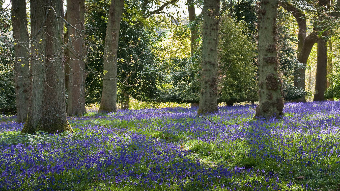 12 Day Trips From London For Flower Lovers: Flower Fields Near London
