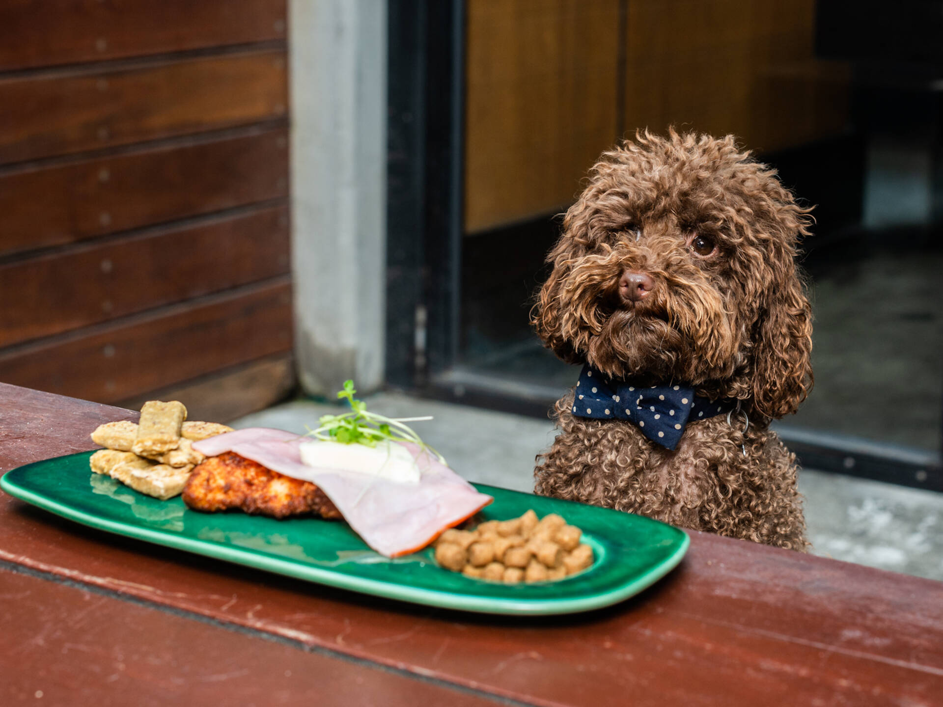 Dog-friendly pubs in Melbourne | Pubs for dogs
