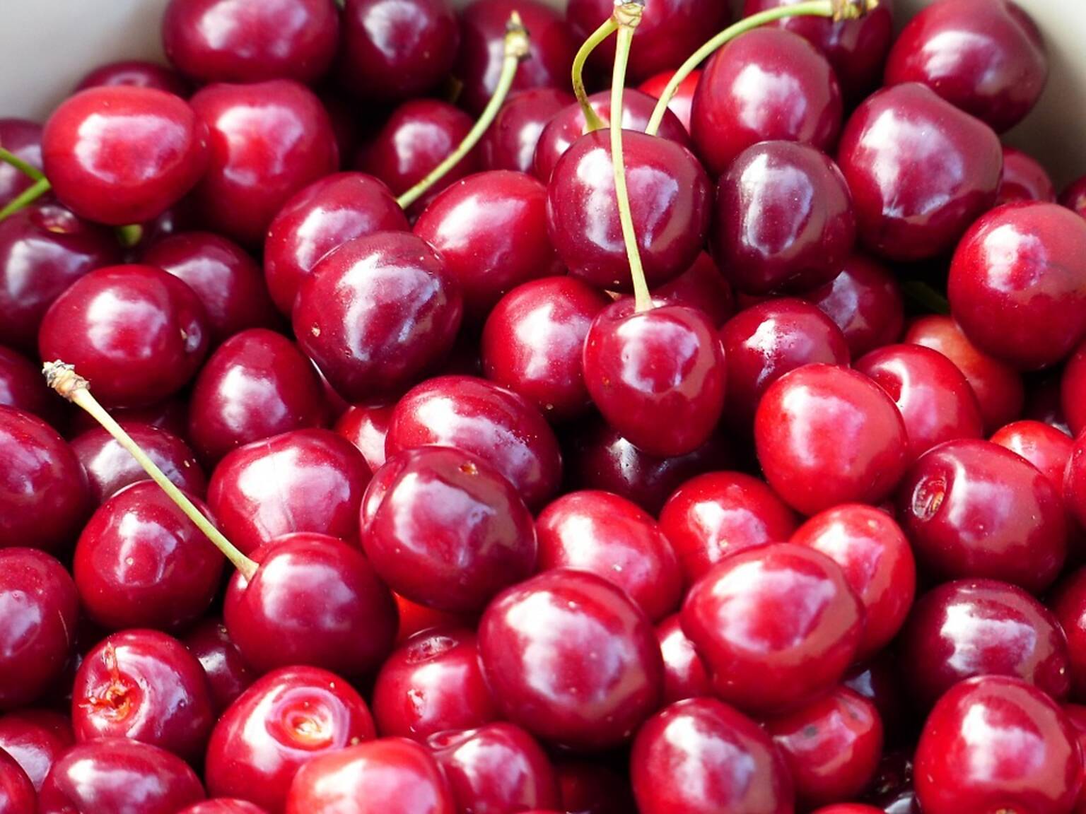 9 Best Farms to Visit During Cherry Picking Season in New York