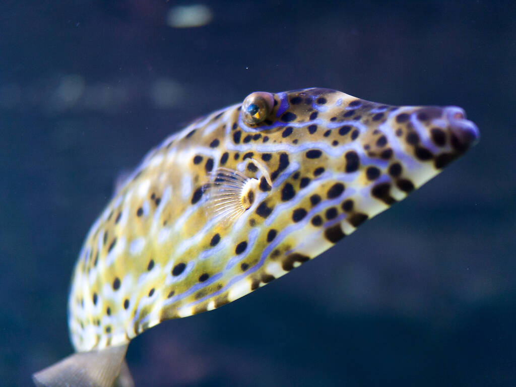 34 Best Things to Do With Kids in Paris Right Now