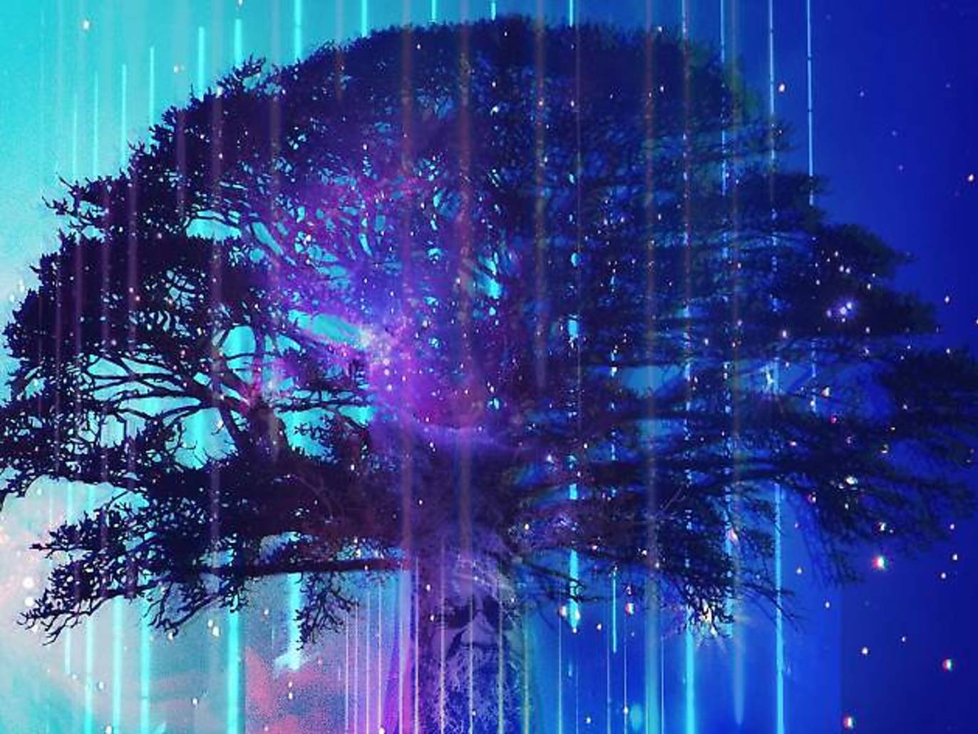 What to see at White Night 2019