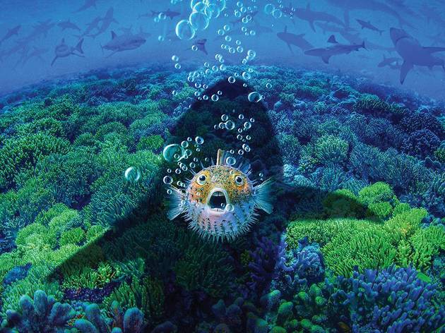 “So Good You'll Scream! A Shark Week Exhibit at Paley” | Museums in New ...