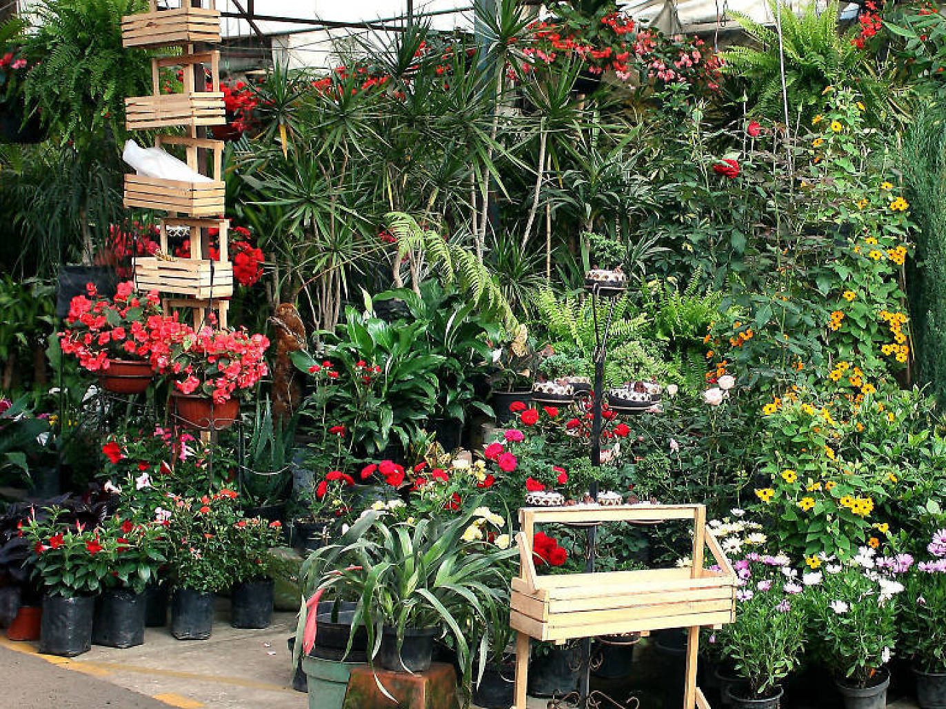 Dónde comprar plantas y macetas en la Ciudad de México