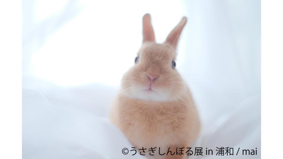 Usagi Symbol Exhibition | Things to do in Tokyo