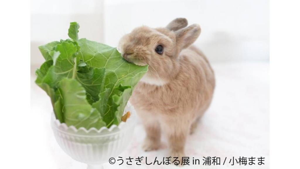 Usagi Symbol Exhibition | Things to do in Tokyo