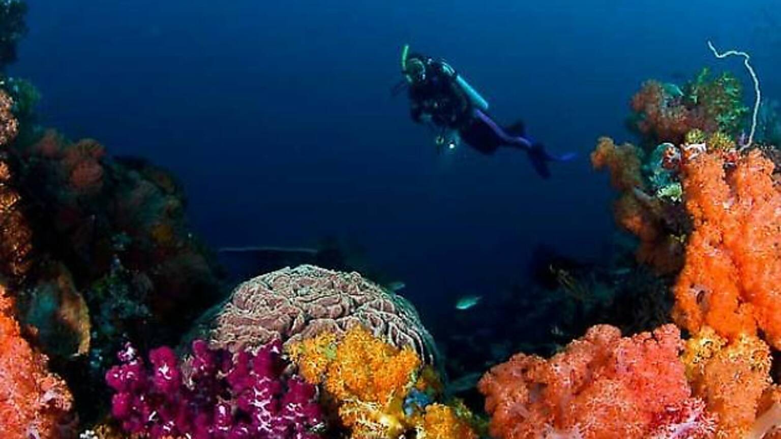 12 Best Diving Spots In Southeast Asia