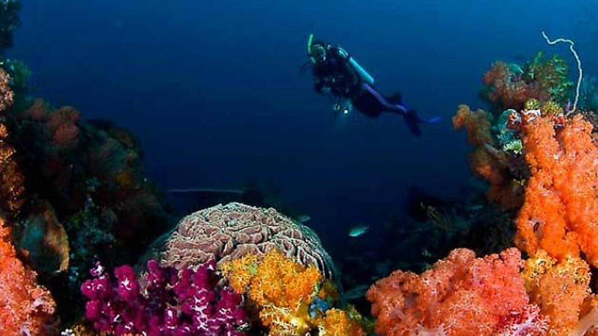 12 Best Diving Spots In Southeast Asia