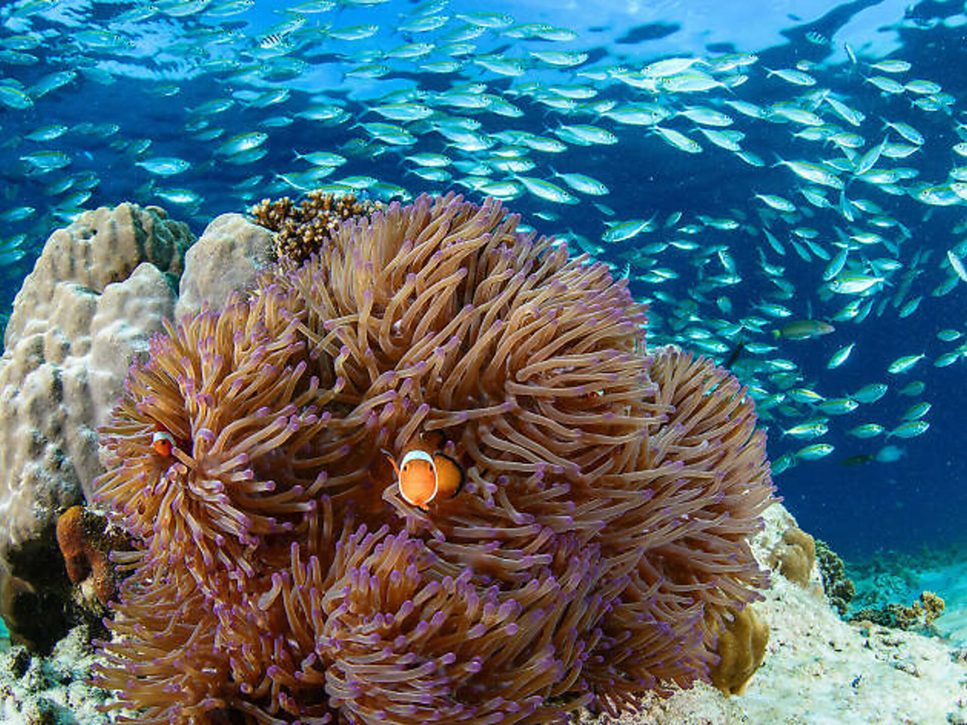 12 Best Diving Spots In Southeast Asia