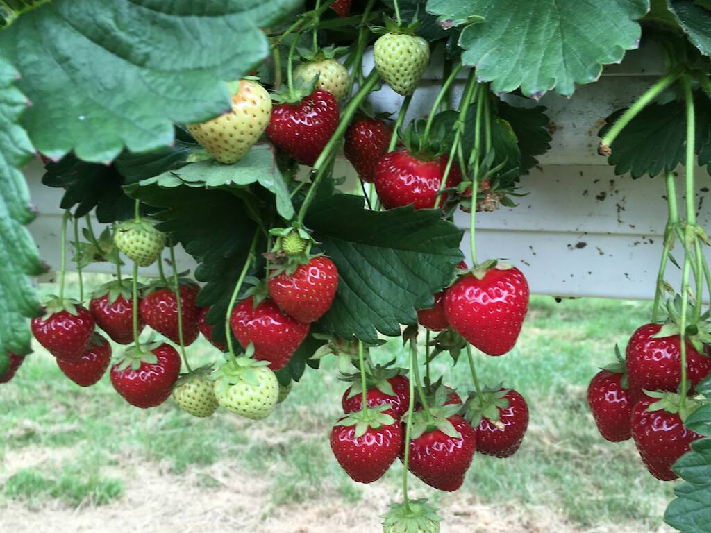 10 Best Places To Go Fruit Picking in London For Strawberries & More