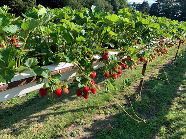 7 Best Places To Go Fruit Picking in London For Strawberries & More