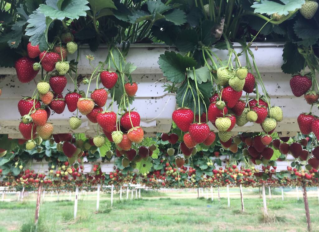 10 Best Places To Go Fruit Picking in London For Strawberries & More