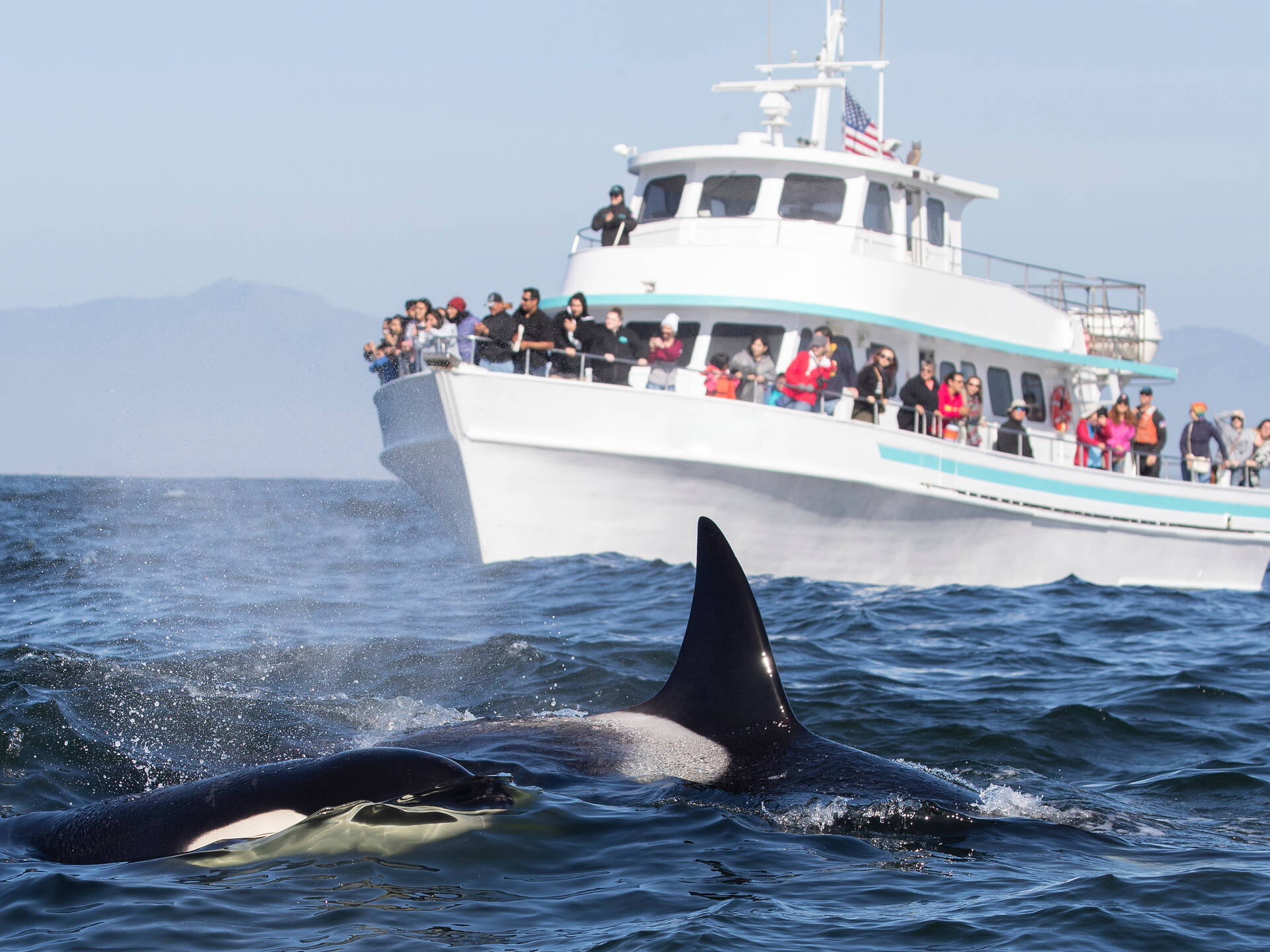Whale Watching Boston: 7 Local Boat Tours for Seeing Whales