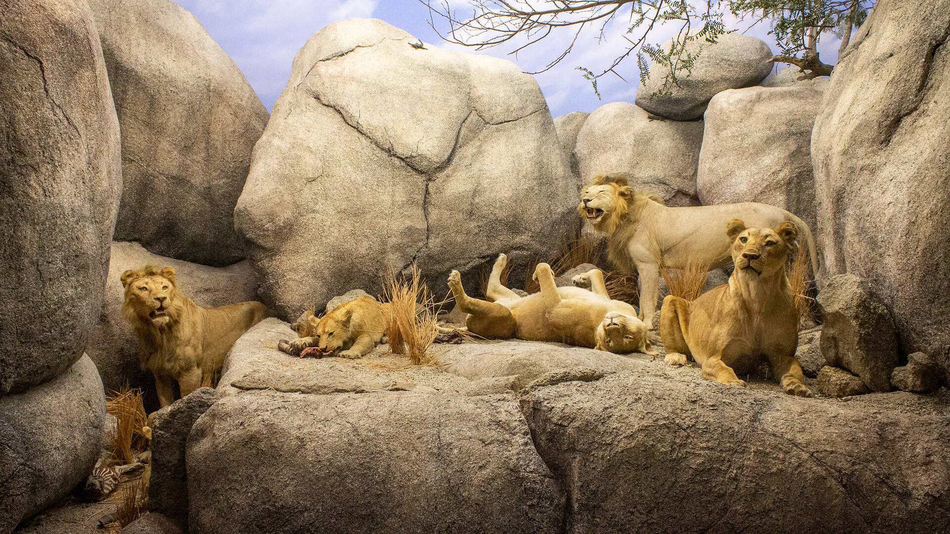 Natural History Museum | Museums in USC/Exposition Park, Los Angeles