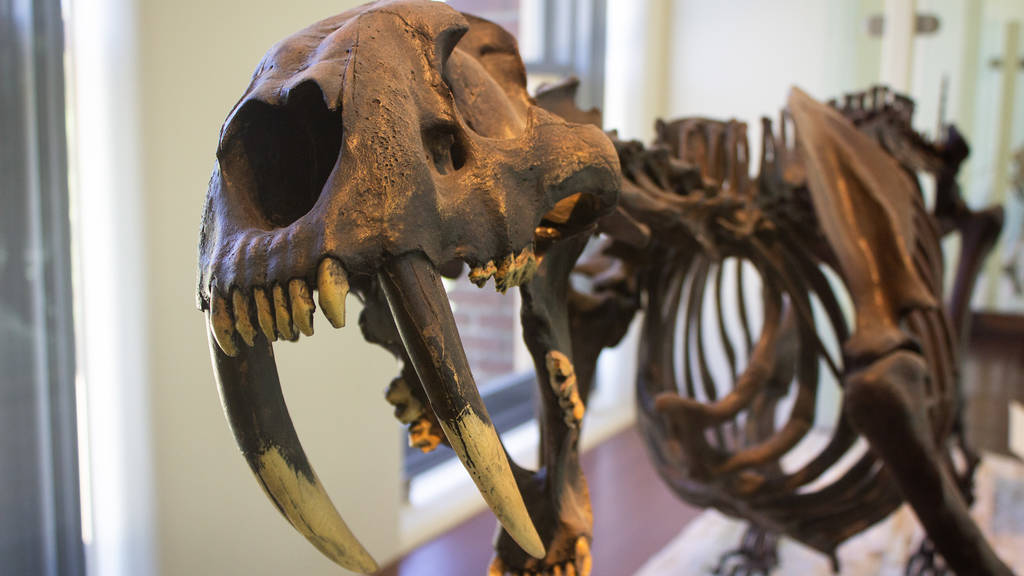 Natural History Museum | Museums in USC/Exposition Park, Los Angeles