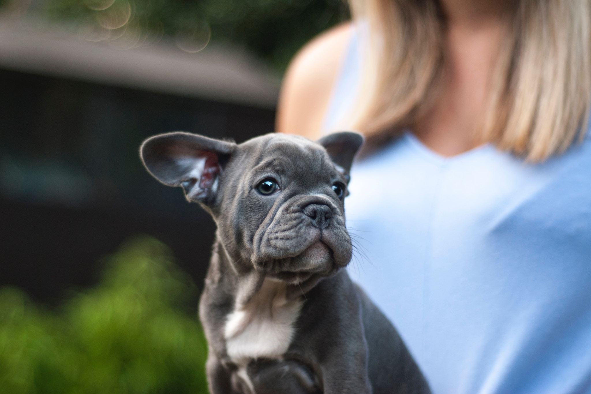 Frenchie Brunch | Things to do in Miami