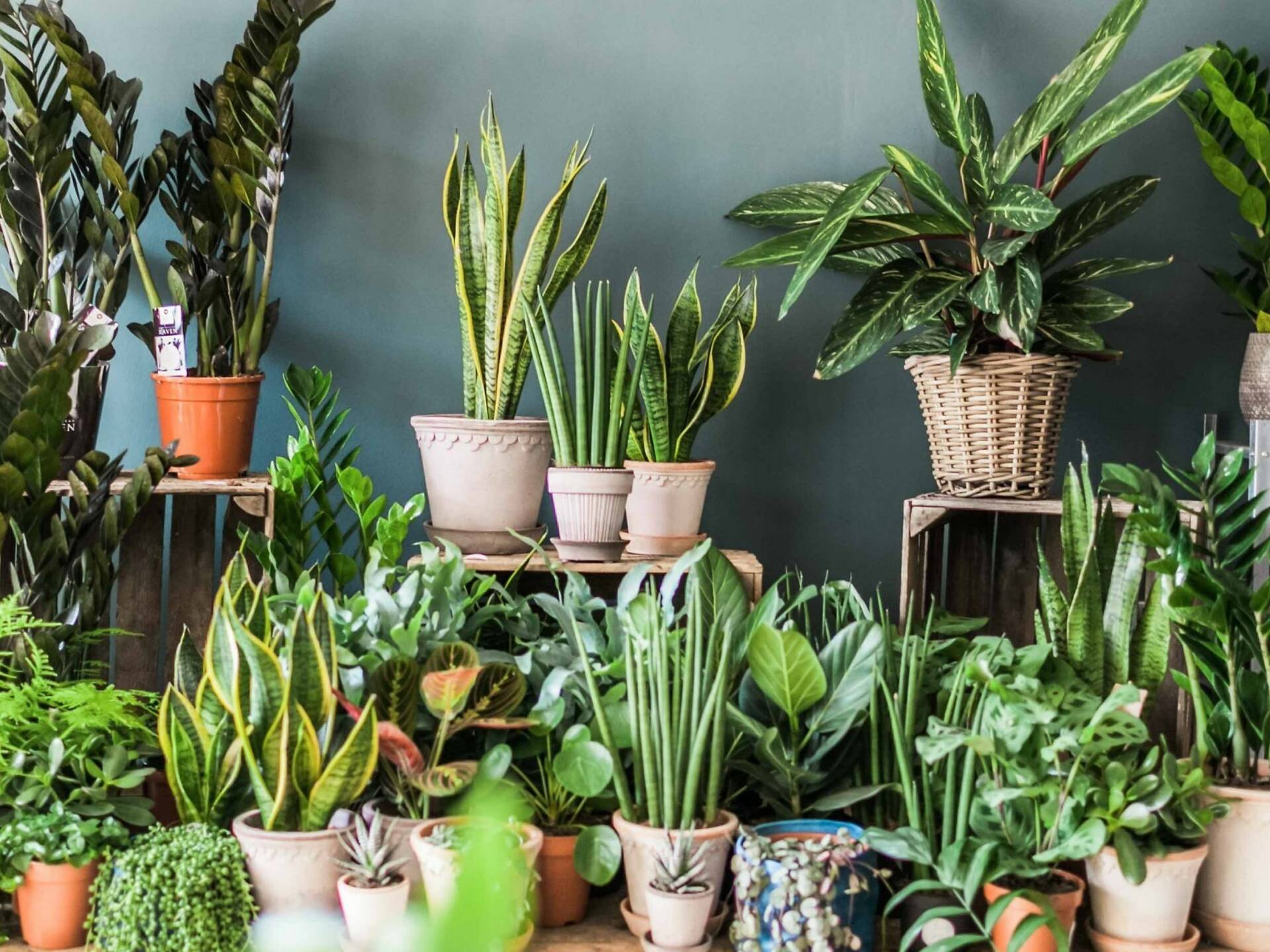 9 Best Indoor Plants | These low-maintenance leafy little lovelies will ...