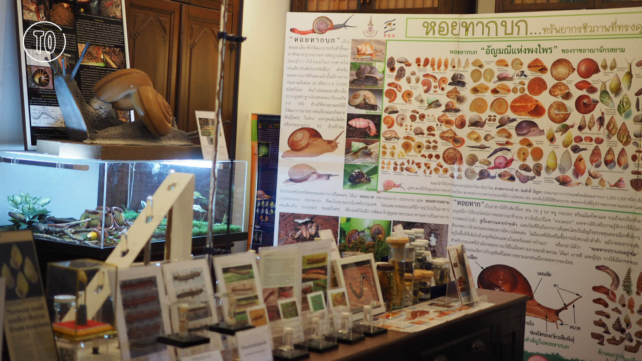 Snail Museum | Museums in Chula-Samyan, Bangkok