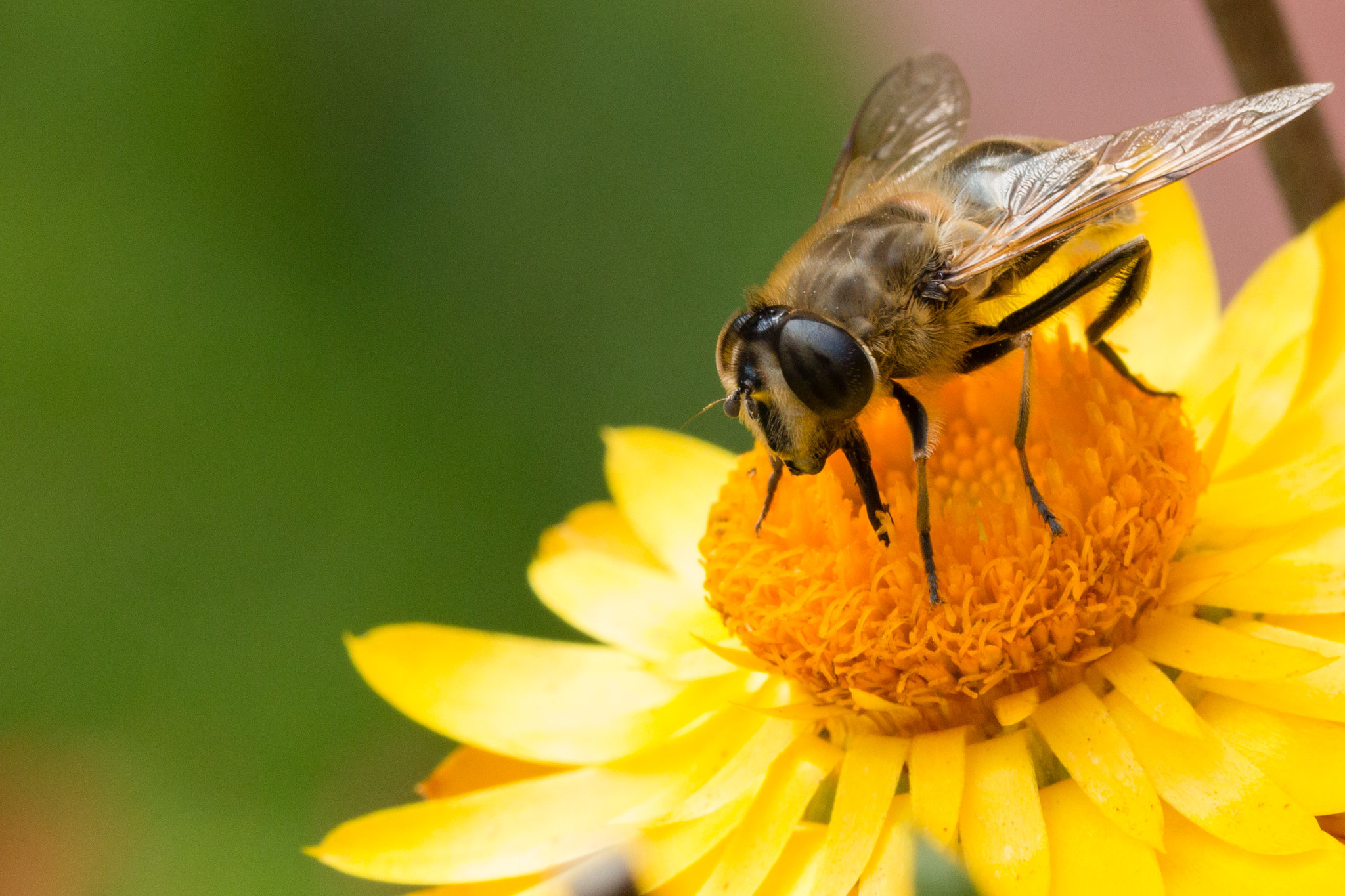 Celebrate National Honey Bee Day this Saturday with these buzzworthy events