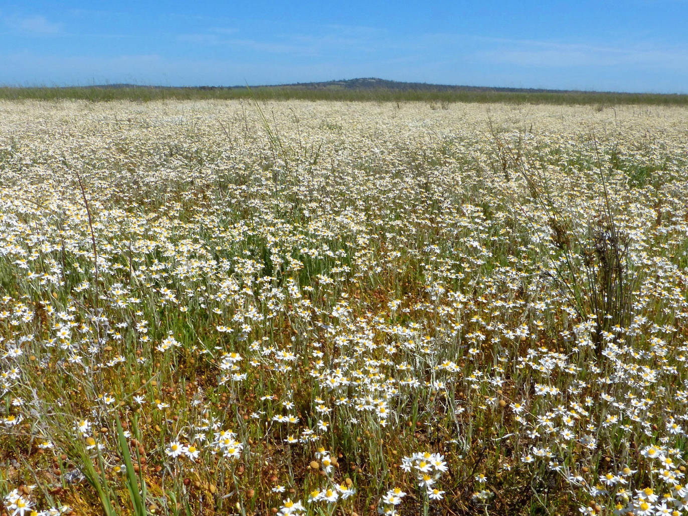 Where to see flowers across and near Melbourne
