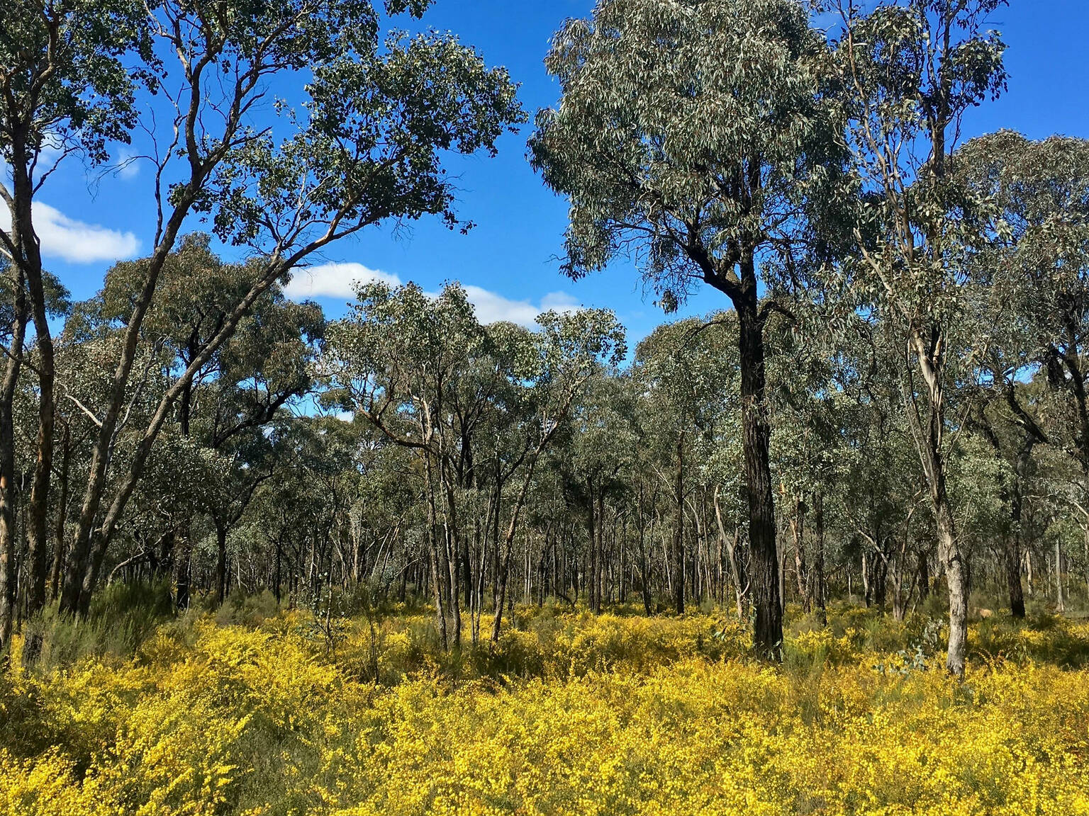Where to see flowers across and near Melbourne