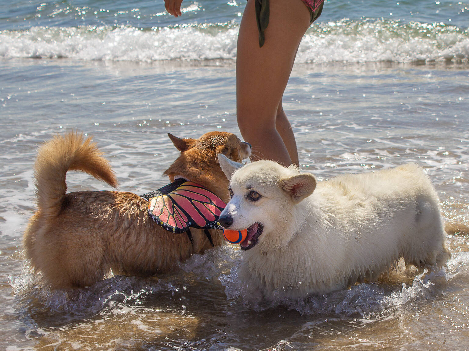 Best Dog-Friendly Beaches in L.A., Both On and Off Leash