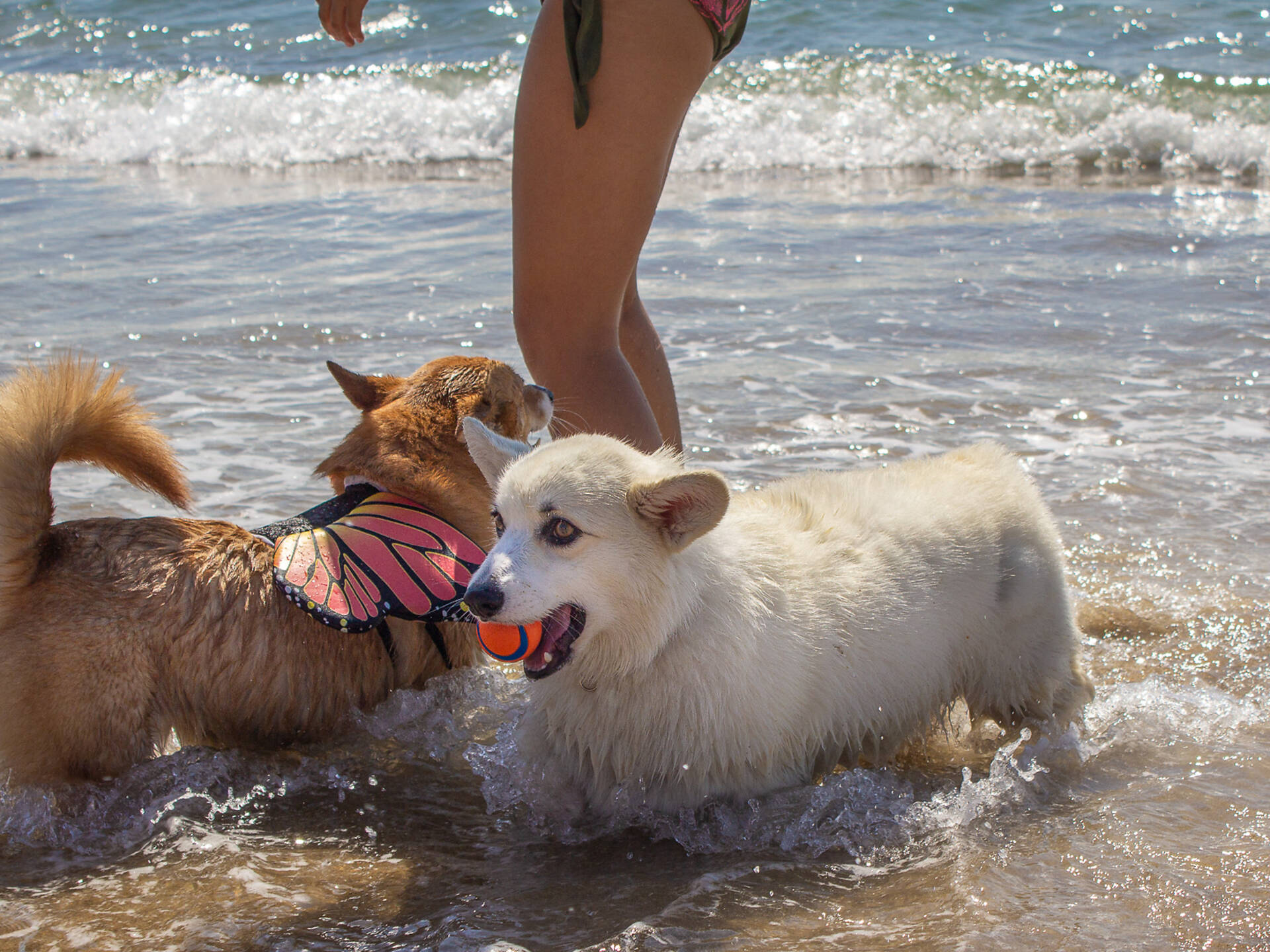 Best Dog-Friendly Beaches in L.A., Both On and Off Leash