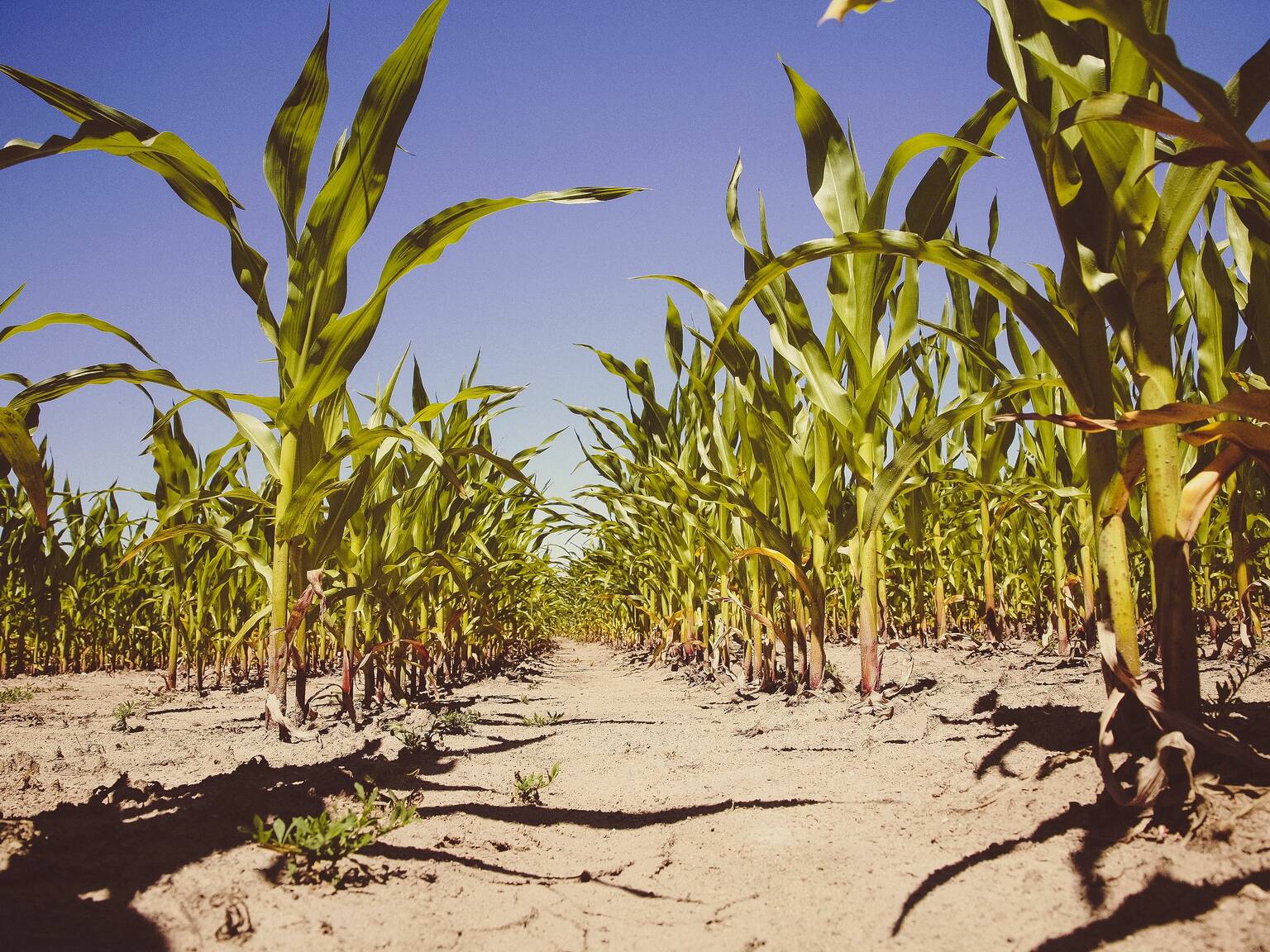 18 Best Corn Mazes Near Chicago That The Whole Family Will Enjoy