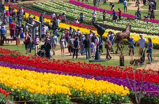 Tesselaar Tulip Festival | Things to do in Melbourne
