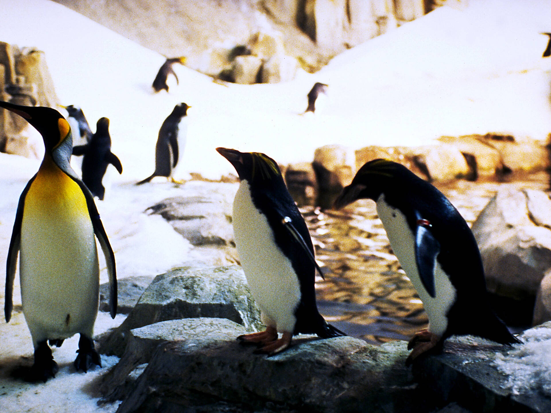 Montreal Zoos to Visit and Bring Out Your Wild Side