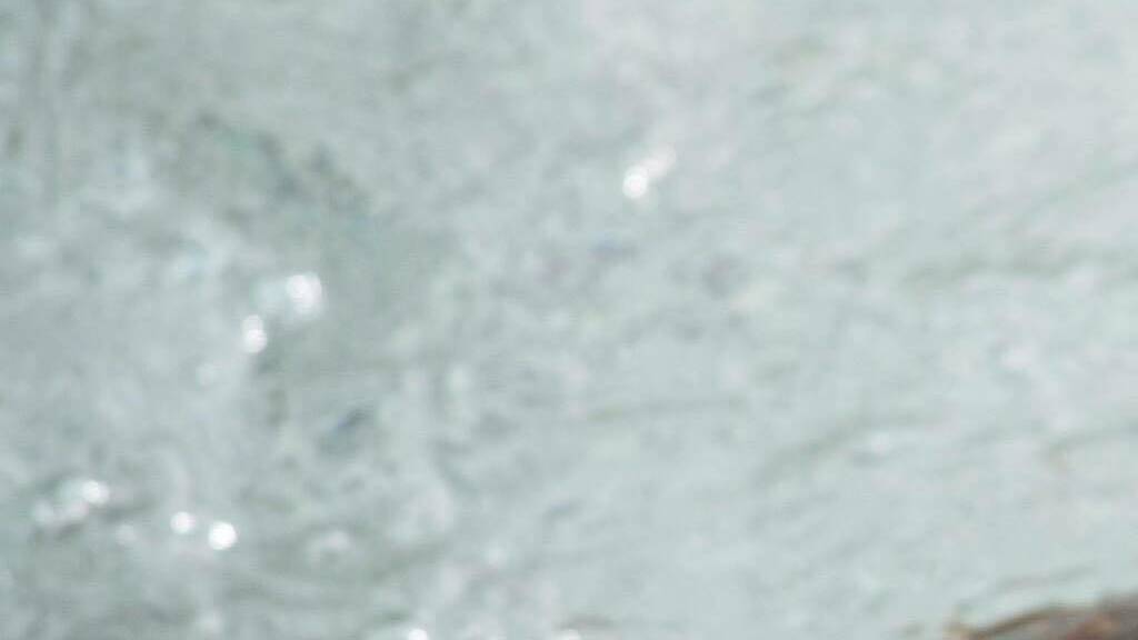 Best Montreal Zoos to Visit and Bring Out Your Wild Side