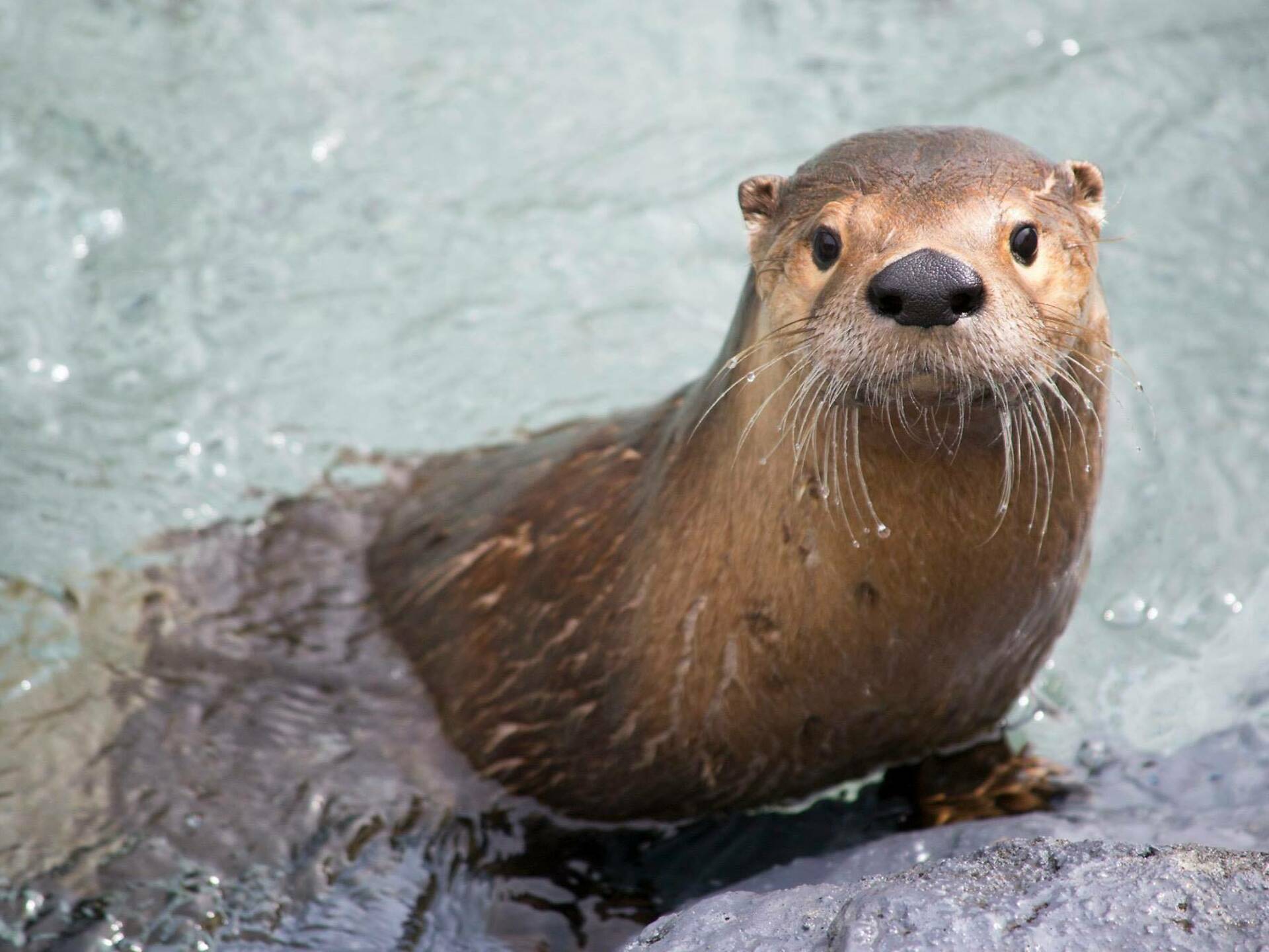 Les zoos de Montréal pour explorer votre côté animal