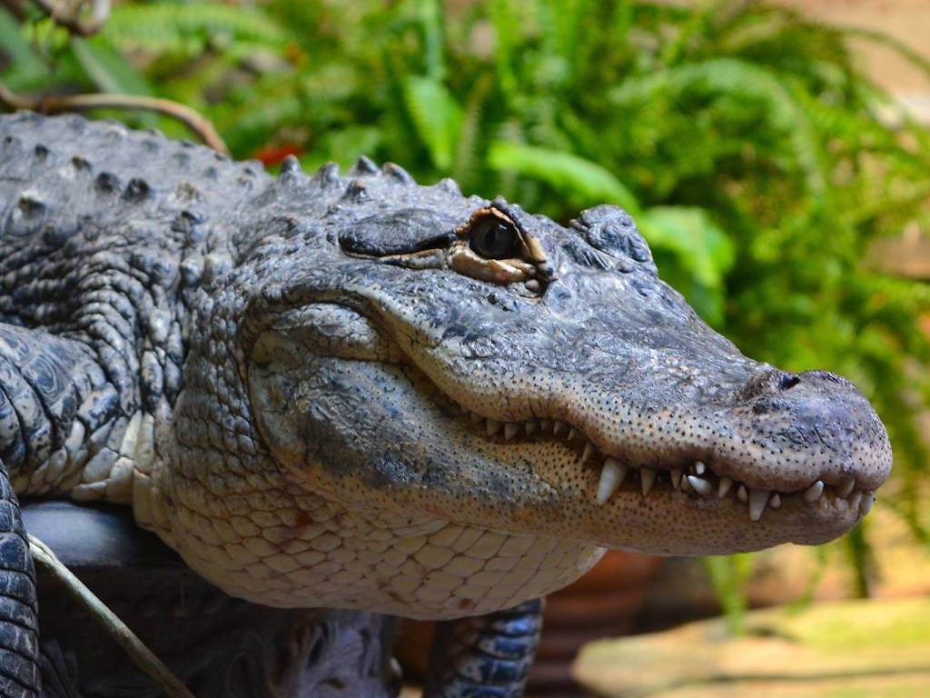 Best Montreal Zoos to Visit and Bring Out Your Wild Side