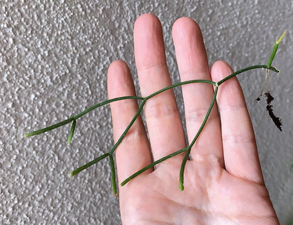 Què fer a Barcelona - Time Out Barcelona