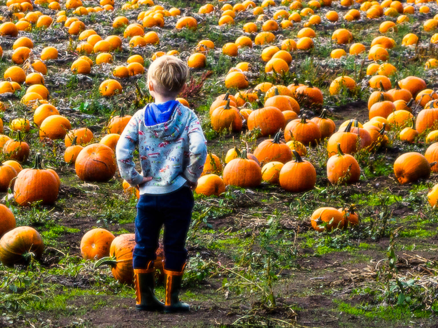17 Pumpkin Patches Near NYC for Fall Fun