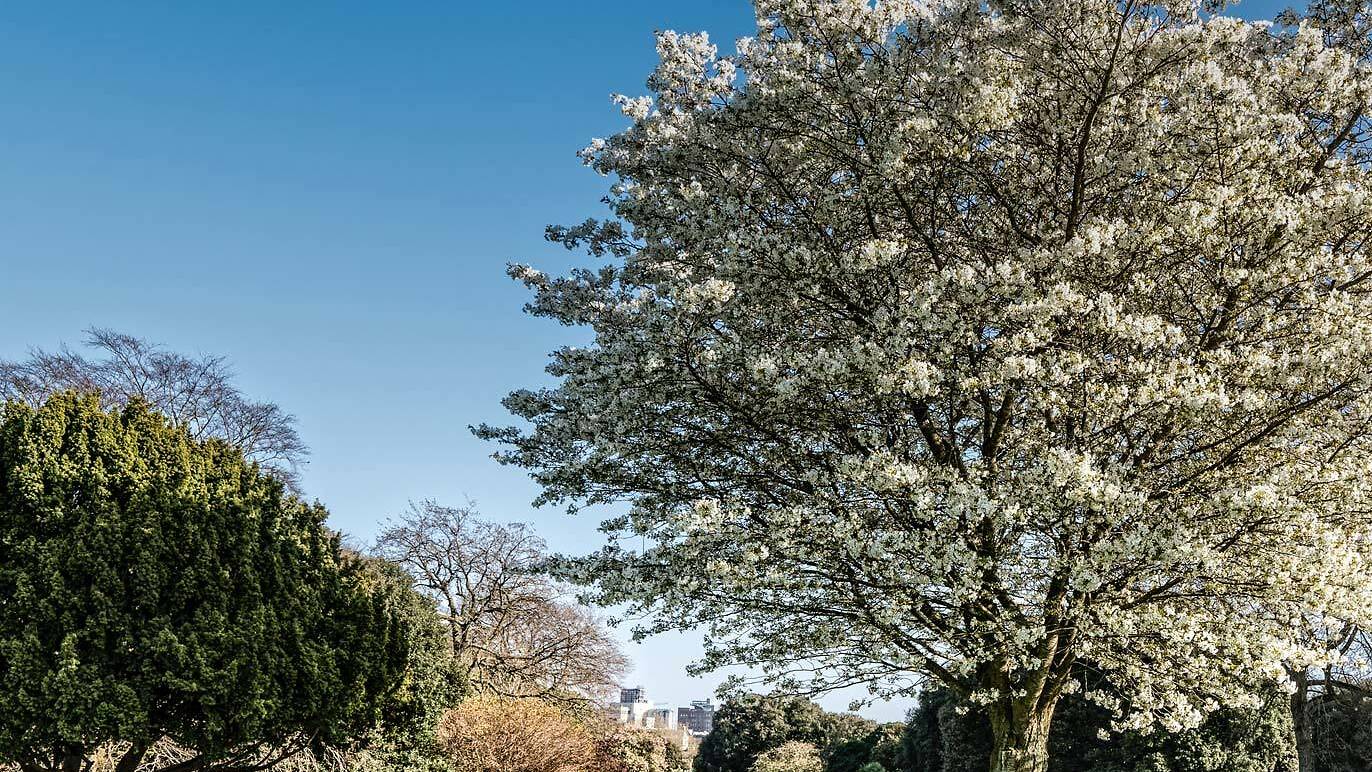 12 Best Parks in Dublin for Sumptuous Serenity
