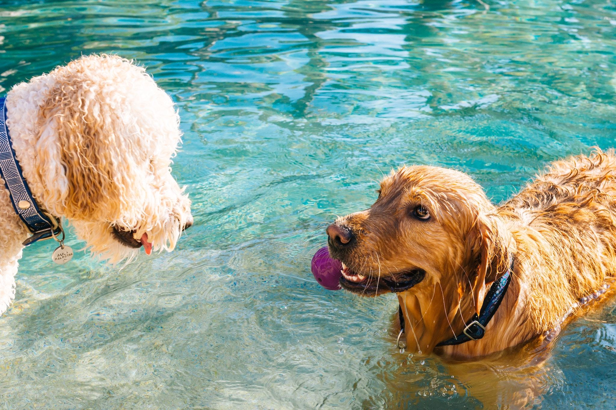 Paws in the Pool | Things to do in Miami