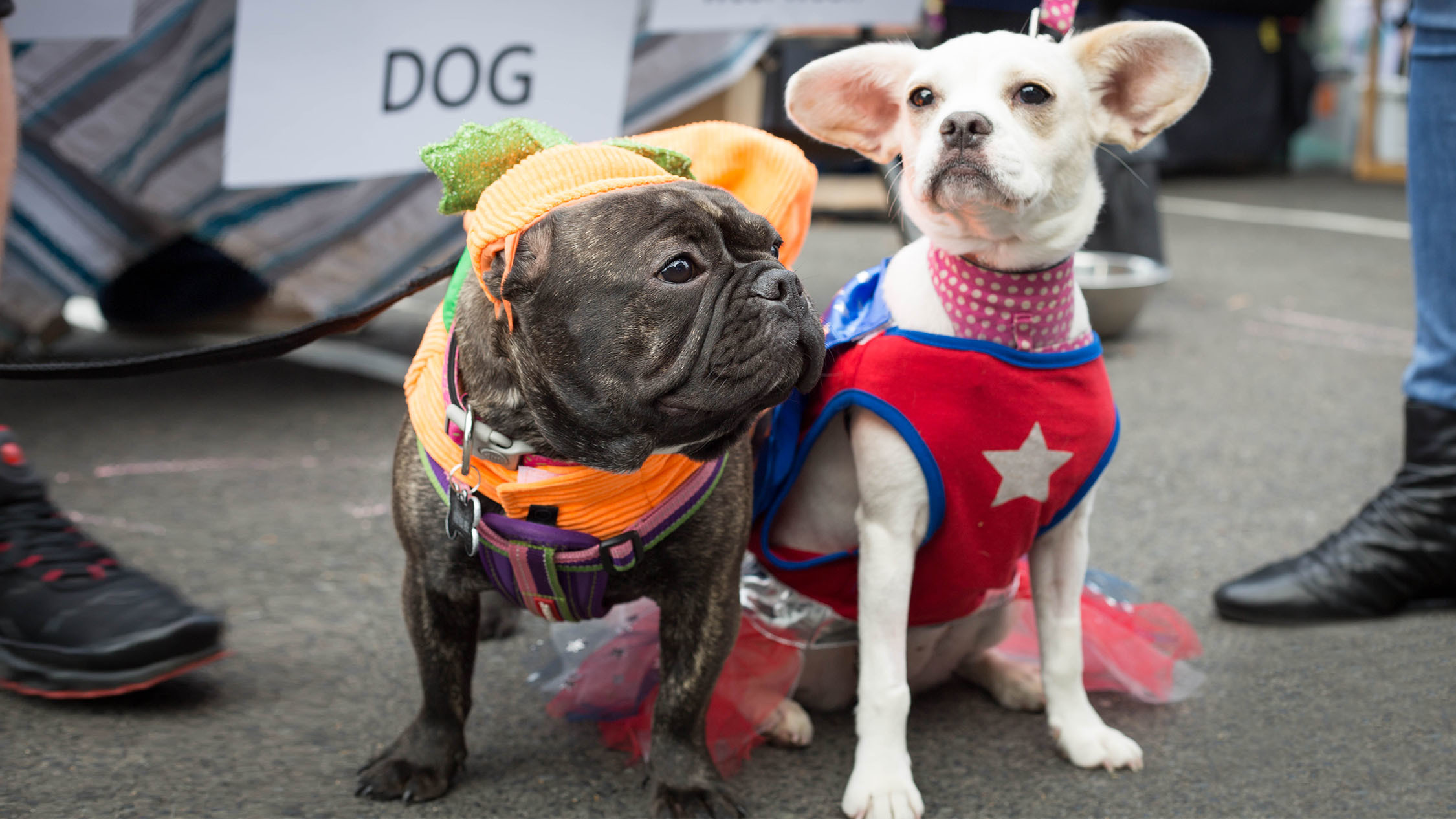 Pound Paws Howl'o'ween Dog Day at Gymea Hotel | Things to do in Sydney