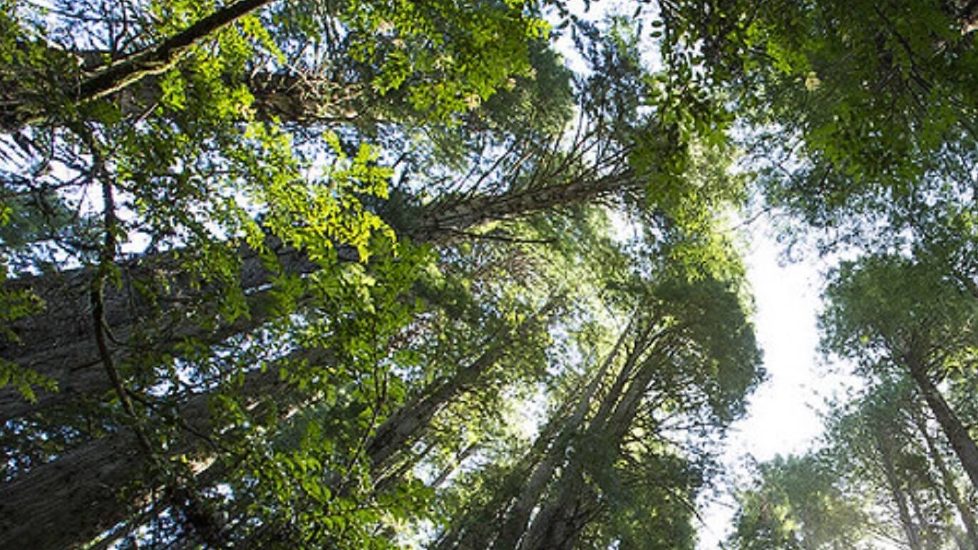 The 13 Best Places to See California Redwoods Up Close