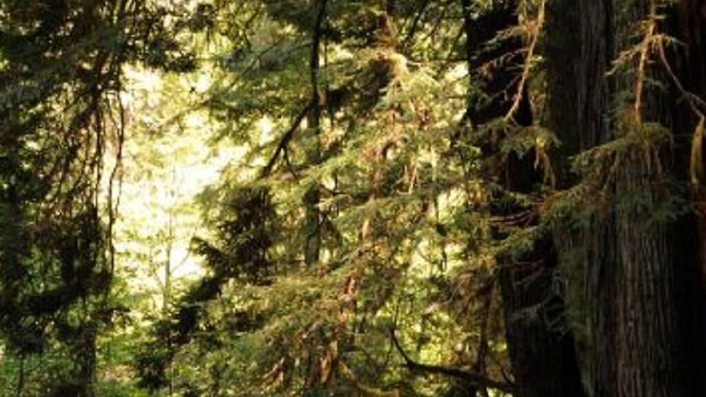 The 13 Best Places to See California Redwoods Up Close