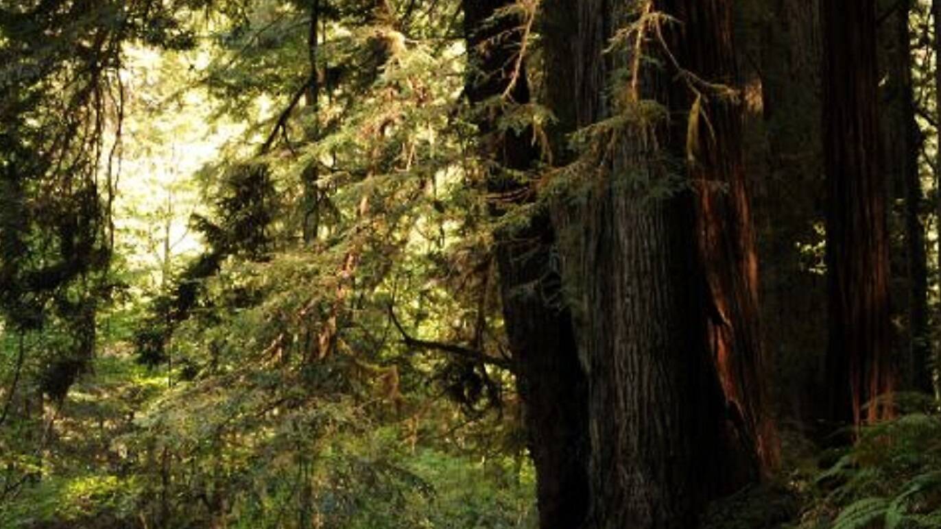 The 13 Best Places to See California Redwoods Up Close