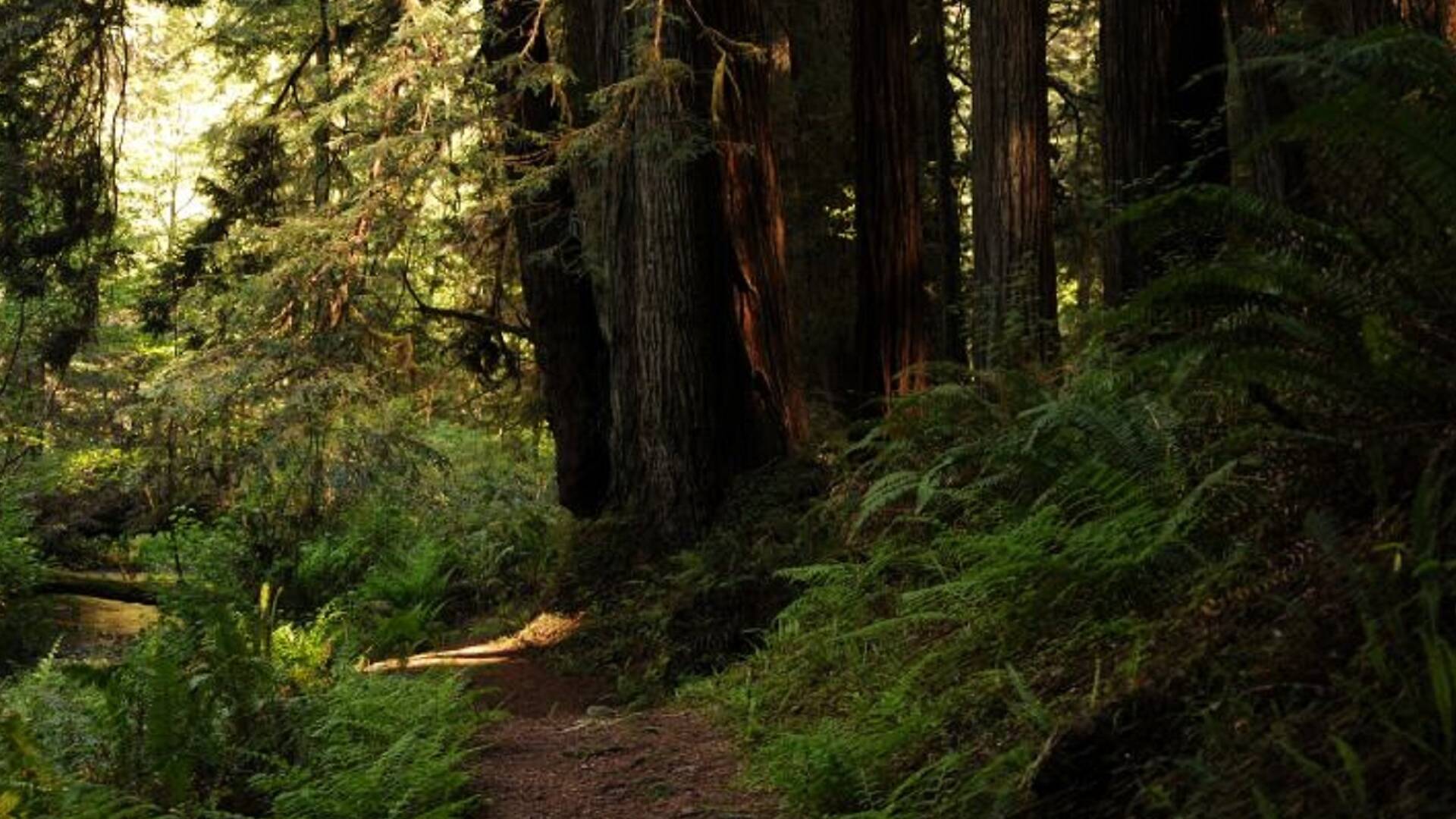 The 13 Best Places to See California Redwoods Up Close