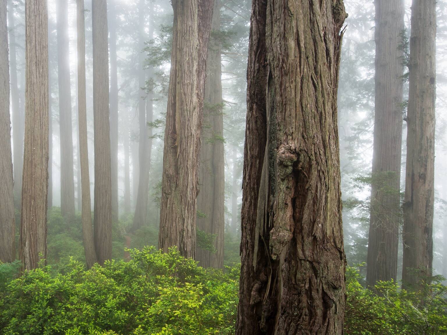 The 13 Best Places to See California Redwoods Up Close