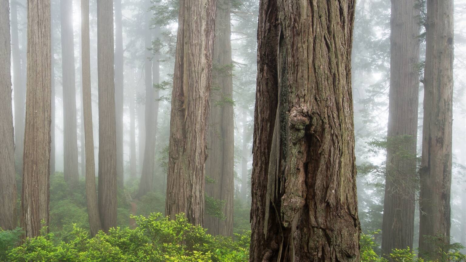 The 13 Best Places to See California Redwoods Up Close