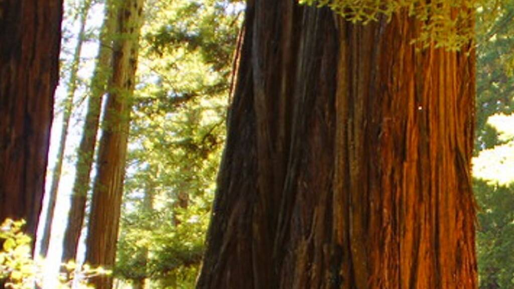The 13 Best Places to See California Redwoods Up Close