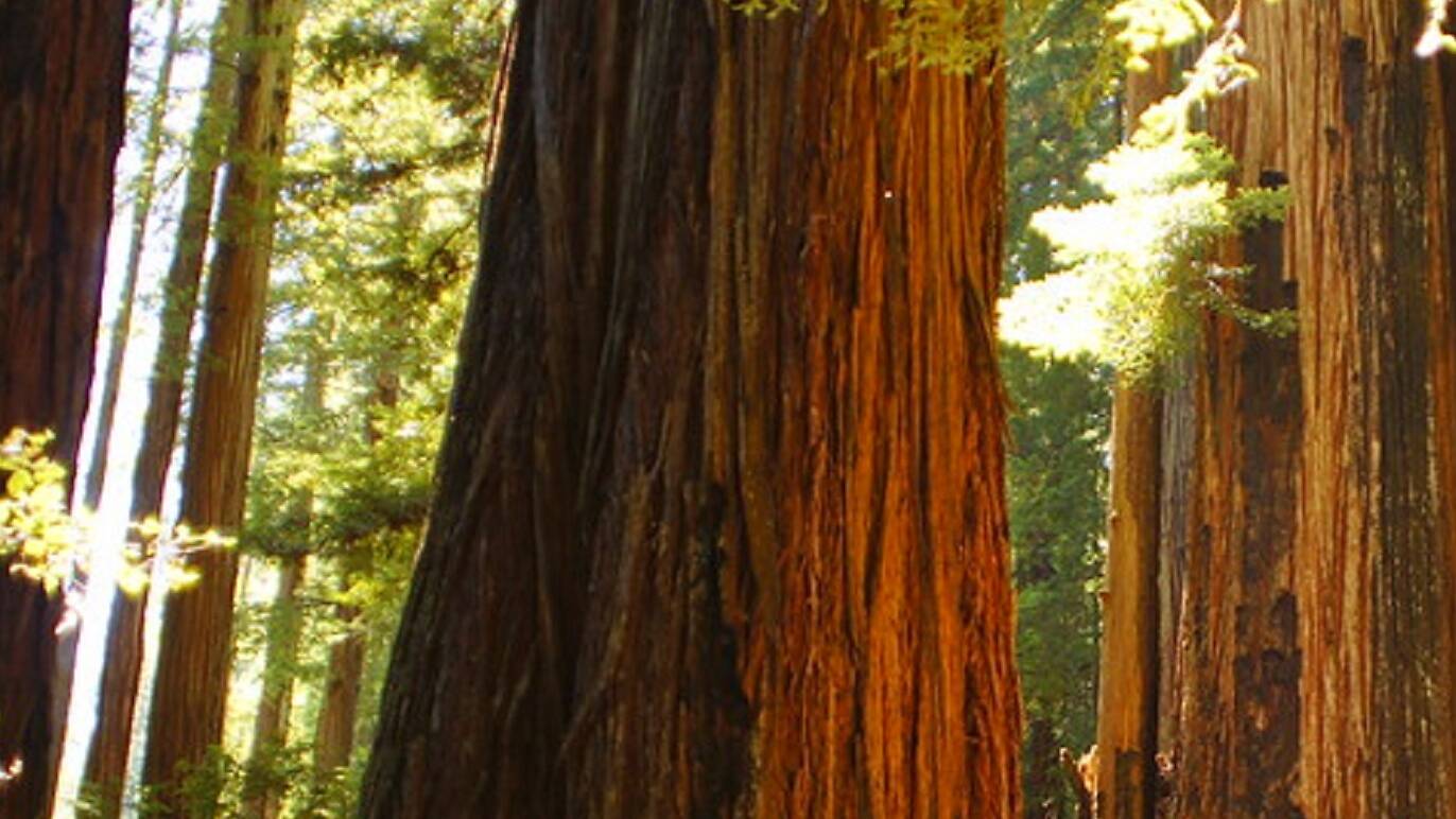 The 13 Best Places to See California Redwoods Up Close
