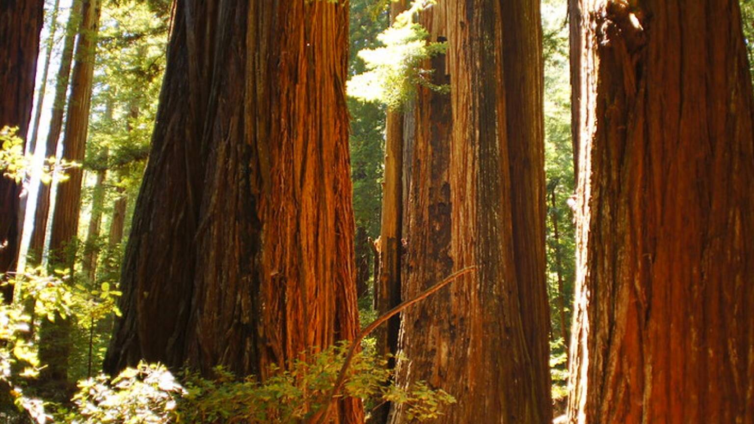 The 13 Best Places to See California Redwoods Up Close