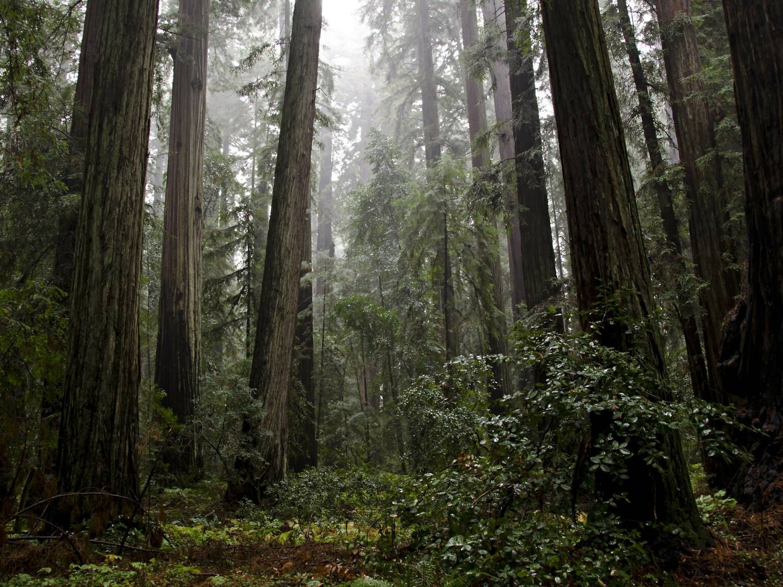 The 13 Best Places to See California Redwoods Up Close